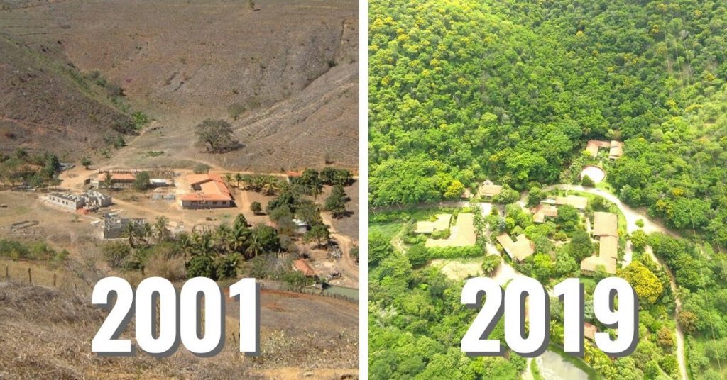 Couple Plants 2.7 Million Trees Over 20 Years To Restore Brazilian ...